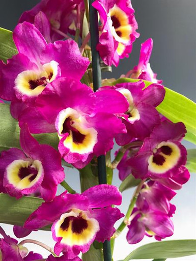Dendrobium Red Emperor 'Prince' - OrchidWeb