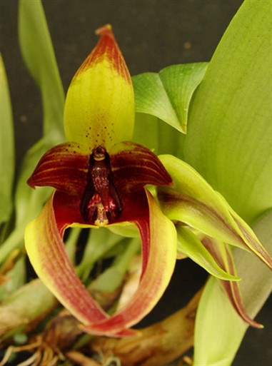 Bulbophyllum Draco's Blood (reticulatum x carunculatum) - OrchidWeb