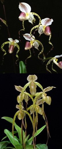 Paph. stonei x Fumimasa Sugiyama - OrchidWeb