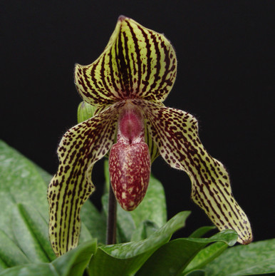 Paph. Rolfei (bellatulum x rothschildianum) - OrchidWeb