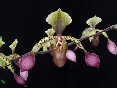 Paph. lowii ('Low's Giant' x 'Purple Pride' AM/AOS) - OrchidWeb