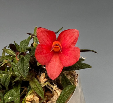 Dendrobium cuthbertsonii (Red Form) - OrchidWeb