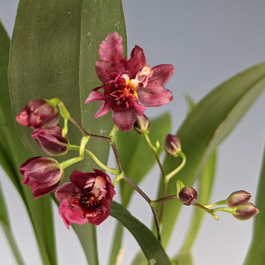 Oncidium Twinkle 'Red Fire' - OrchidWeb