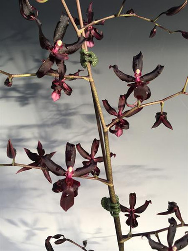 Cyrtocidium Midnight 'Dantesque' - Individual listing (Onc. schroderae ...