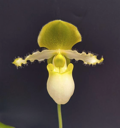 Paph. Avalon Mist flavum (Paph. Pinocchio x Paph. primulinum alba ...