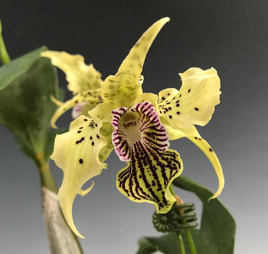 Dendrobium Bruce Gordon (alexandrae x eximium) - OrchidWeb