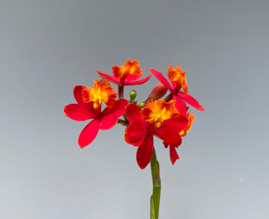 Epidendrum Max Valley - OrchidWeb