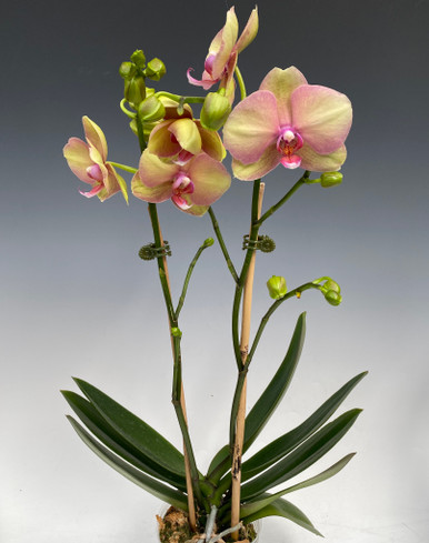 Phal. Ox Rainbow - OrchidWeb