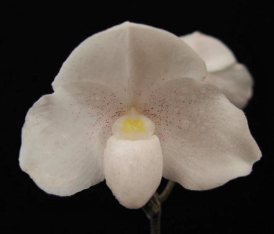 Paph. Mystic Isle (Greyi x niveum) - OrchidWeb