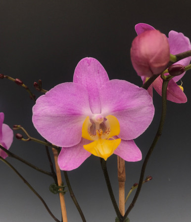 Phal. Ox Yellow Lip - OrchidWeb