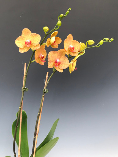 Phal. Ox Golden Lottery - OrchidWeb