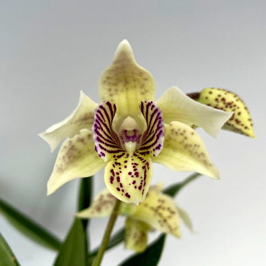 Dendrobium Winter Pixie (Mini Snowflake x Micro Chip) - OrchidWeb