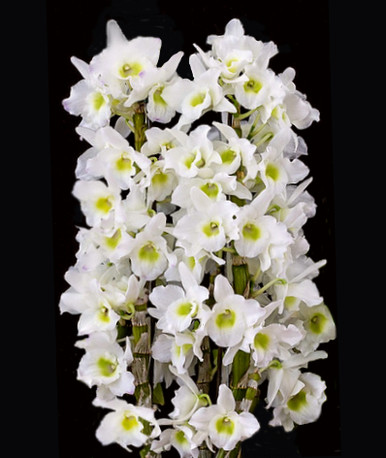 Dendrobium Spring Dream 'Apollon' (Constance Wrigley x Thwaitesiae ...