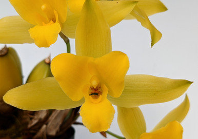 Lycaste Chorus (aromatica x macrobulbon) - OrchidWeb