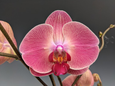 Phal. San Fun New Star - OrchidWeb