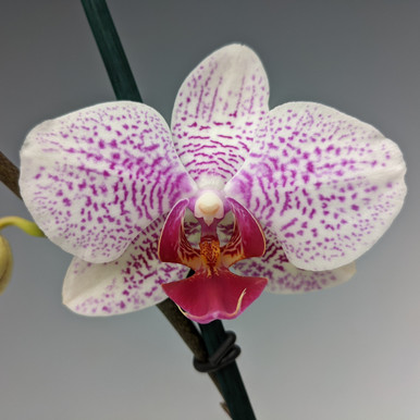 Phal. Beautiful Smile - OrchidWeb