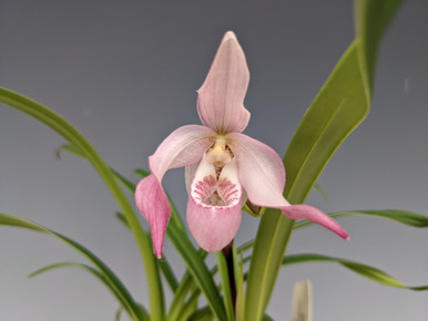 Phrag. fischeri select sib cross - OrchidWeb