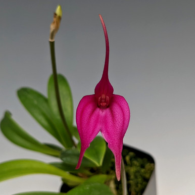 Masdevallia "Novelty Miniature Hybrid" - OrchidWeb