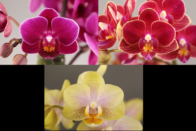 3-in-1 Mini Phalaenopsis Combo #3 (Purple Princess, Little Strawberry ...