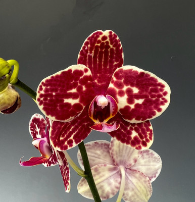 Phal. I-Hsin Adzuki Bean (Chiu Jih Pearl x I-Hsin Panda) - OrchidWeb