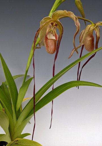 Phrag. Dominiaum 'Bob Mac' AM/AOS (caricinum × caudatum) - OrchidWeb