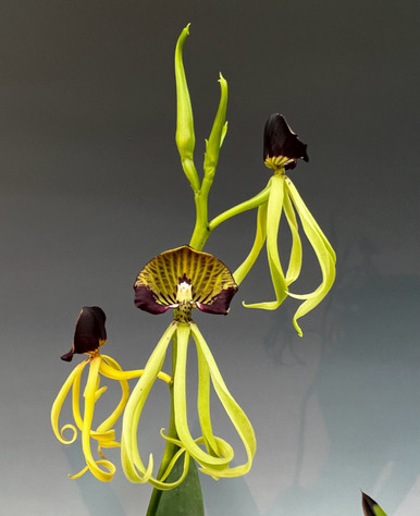 Prosthechea cochleata 'Octopus's Garden' - Collection Plant Division ...