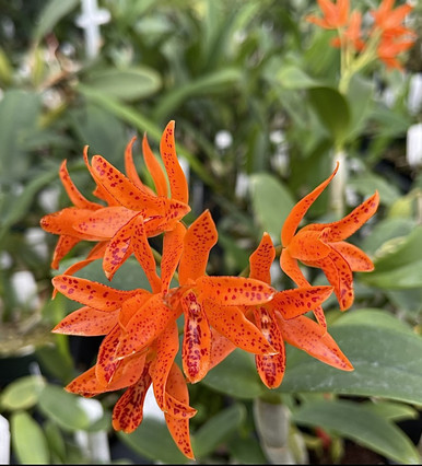 Cattleya aurantiaca - spotted form ('Mishima Spots' BM/JOGA x self ...