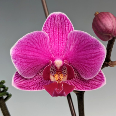 Phal. I-Hsin Black Elven (I-Hsin Bubble Gum x I-Hsin Black Soot ...