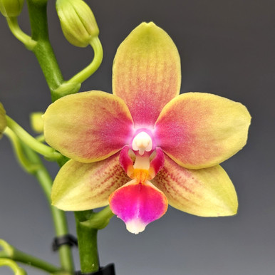 Phal. I-Hsin Venus 'Sunkissed' (Dragon's Gold x I-Hsin Viola Tris ...