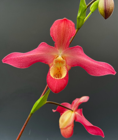 Phrag. Allison Strohm (3N) (kovachii x Living Fire (4N)) - OrchidWeb