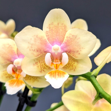 Phal. 'Simple Delight' - OrchidWeb