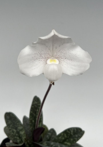 Paph. niveum specimen - Individual Listing #2 - OrchidWeb