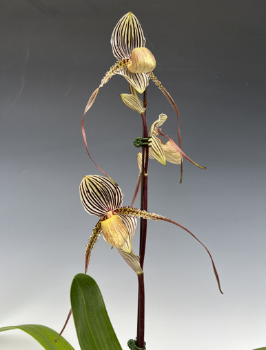 Paph. Saint Swithin - Individual Listing (philippinense x ...