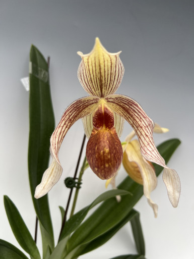Paph. Alexej (hangianum x rothschildianum) - OrchidWeb