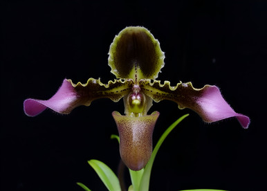 Paph. hirsutissimum - OrchidWeb