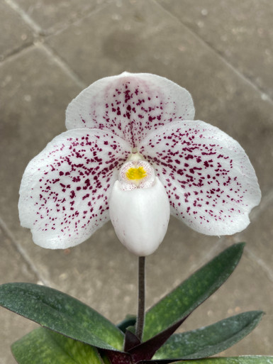 Paph. Giorgio Vasari (S. Gratix x thaianum) - OrchidWeb
