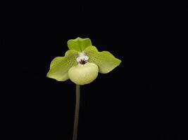 Paph. kolopakingii x Greyi - OrchidWeb