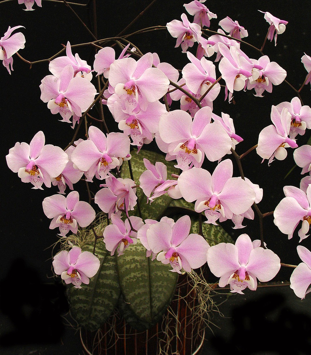 Phal. violacea - OrchidWeb