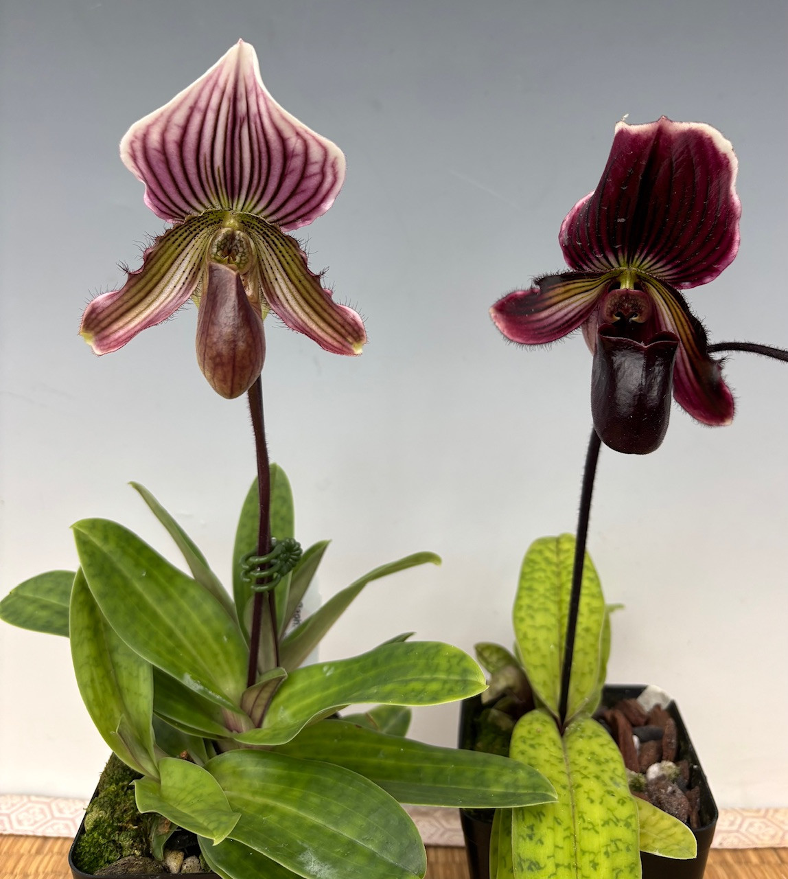 General Orchid Growing Conditions - OrchidWeb
