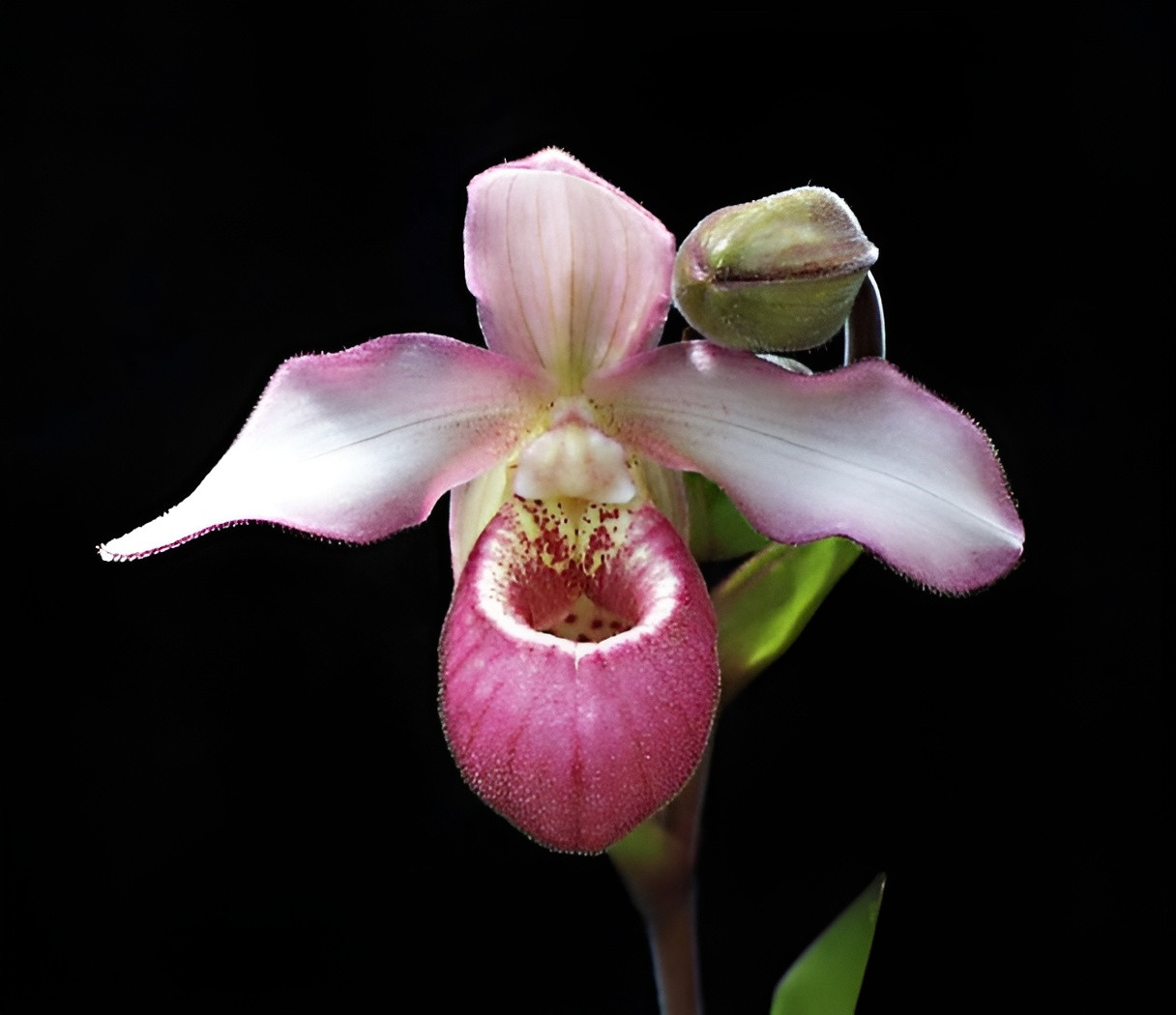 Phrag. La Vingtaine (Memoria Dick Clements 'Sandy's Gem' AM/AOS x ...