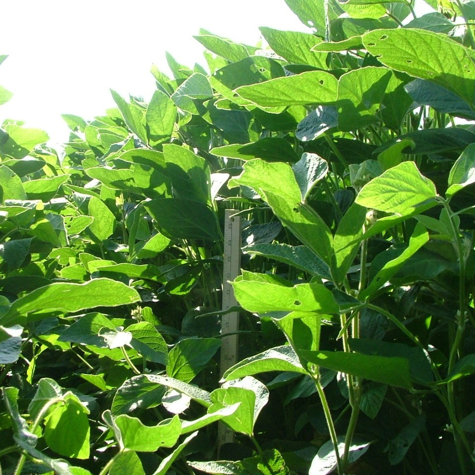 Derry Forage Soybeans - Specialty Seed
