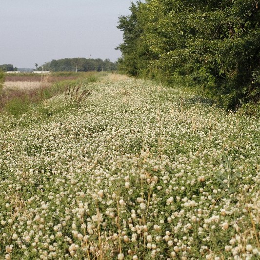 Arrowleaf Clover - Specialty Seed