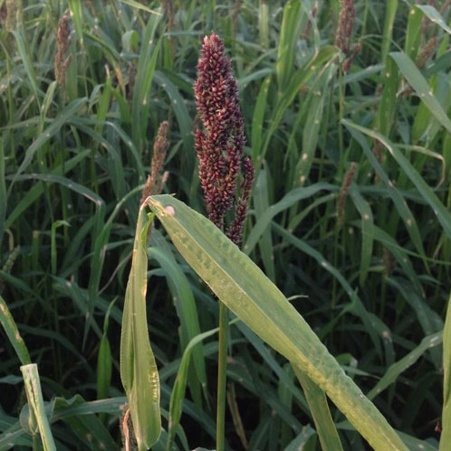 Japanese Millet - Specialty Seed