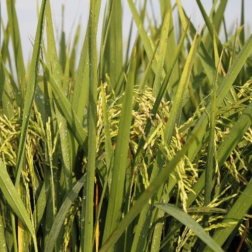 Rice - Specialty Seed