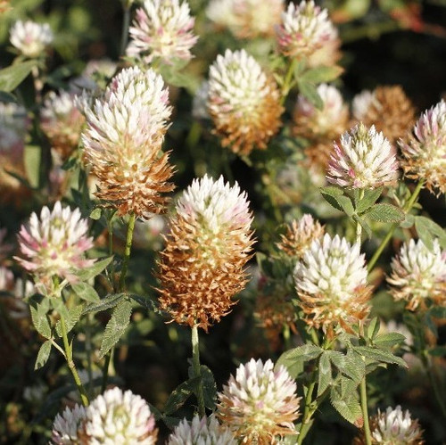 Arrowleaf Clover - Specialty Seed