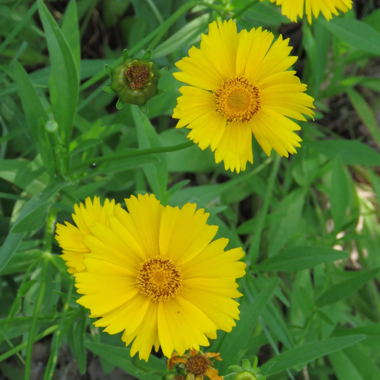 Lance Leaved Coreopsis