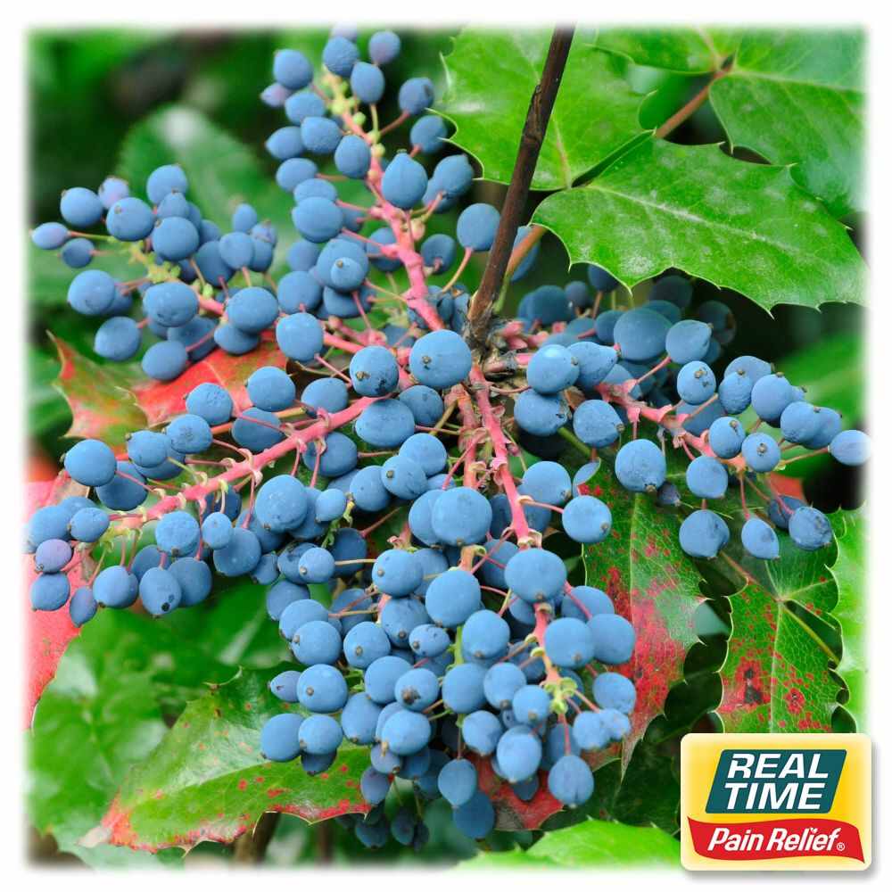 Why Your Skin Will Love Berberis Aquifolium (Oregon Grape) - Real Time ...