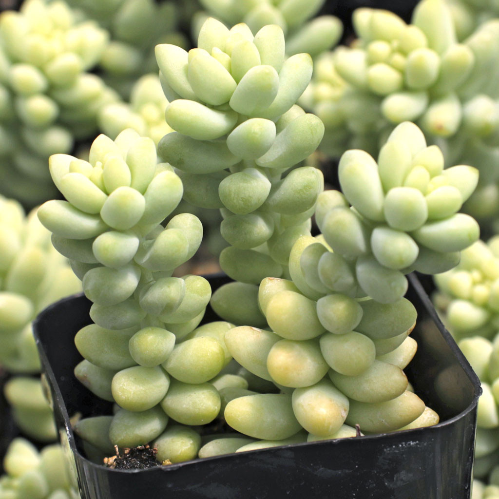 Hanging & Trailing Succulents | Mountain Crest Gardens®