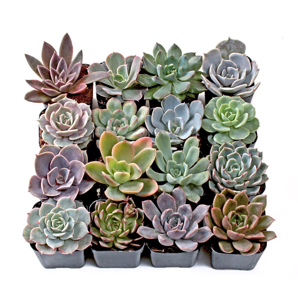 Echeveria | Echeveria Types | Echeveria Succulents