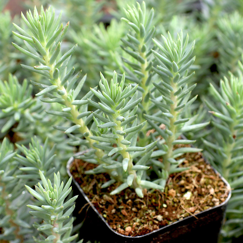 Sedum for Sale | Stonecrop | Ground Cover Stonecrop
